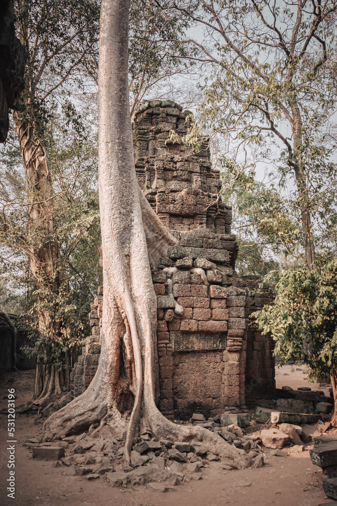Strangler fig tree overgrowing on a ruin temple in Angkor Wat ...