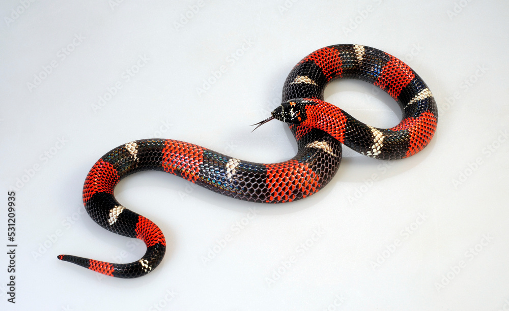 Ringed Hognose Snake // Gebänderte Hakennasennatter (Xenodon ...