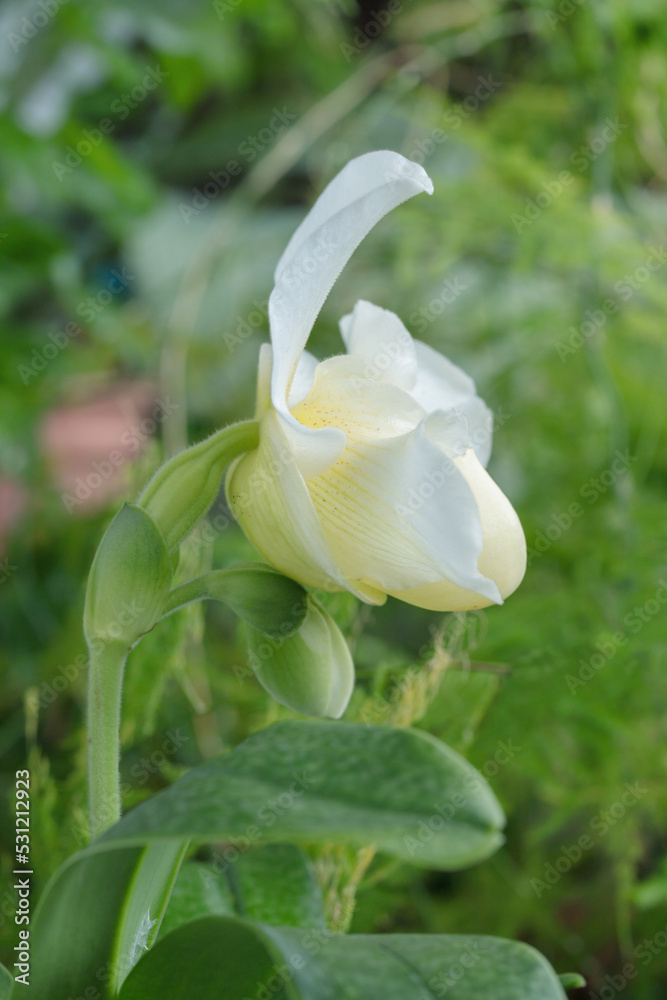 Venus slipper orchid (Genus Paphiopedilum). Habitus from the side ...