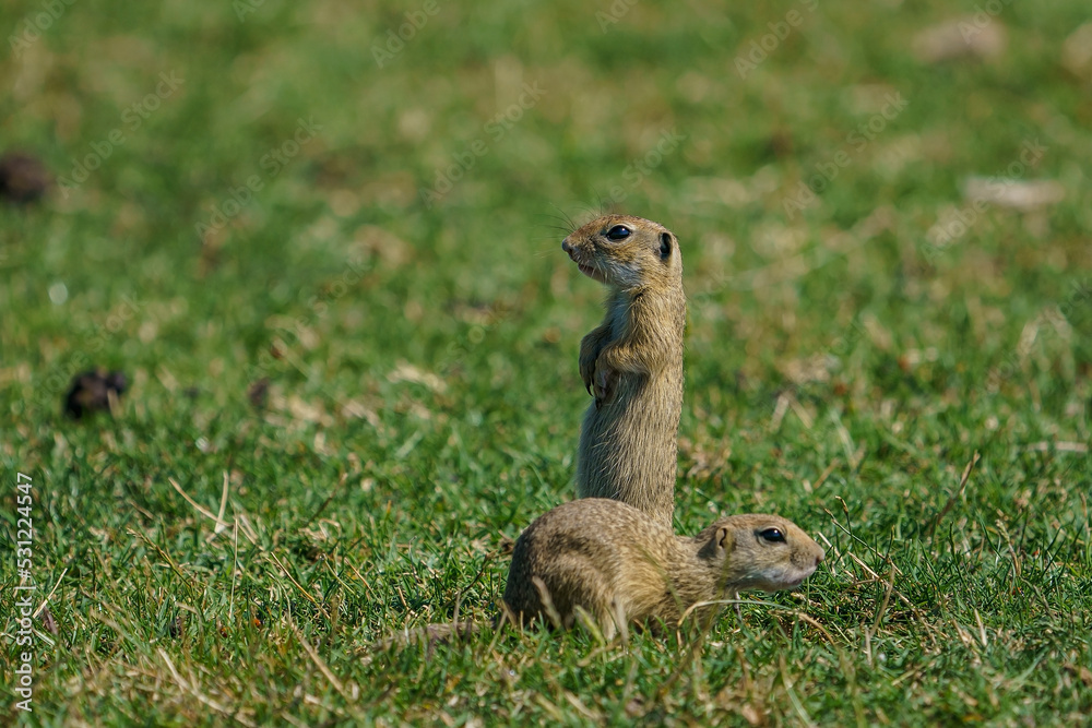 Spermophilus citellus is an animal species belonging to the ...