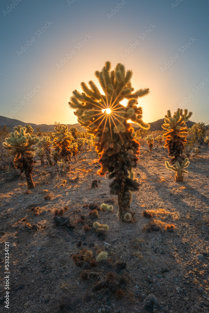 beautiful sunset at cholla cactus garden in joshua tree national park ...