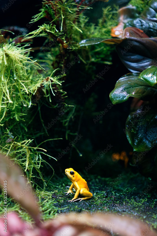 Golden poison frog in a beautiful setting of rainforest background ...