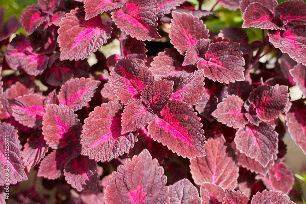 Flowers of Coleus reddish or purple leaves. Known as Plectranthus ...