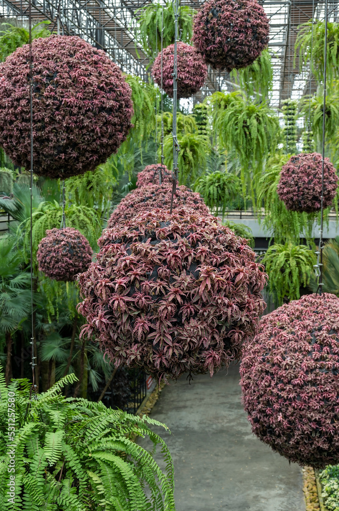 Masses of Cryptanthus Bromeliads on display in a tropical garden ...
