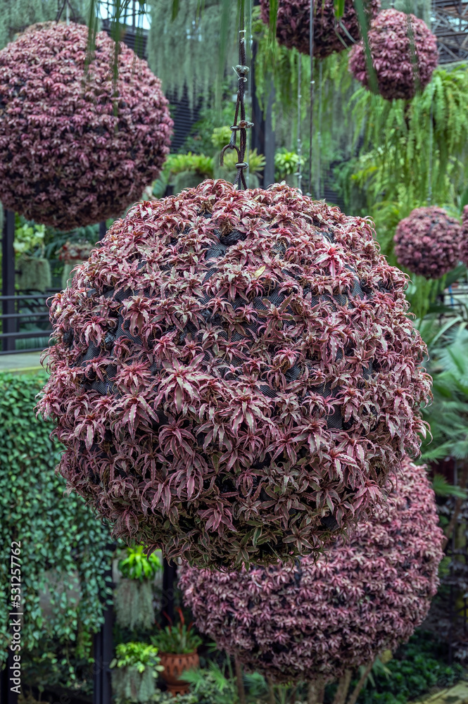 Masses of Cryptanthus Bromeliads on display in a tropical garden ...