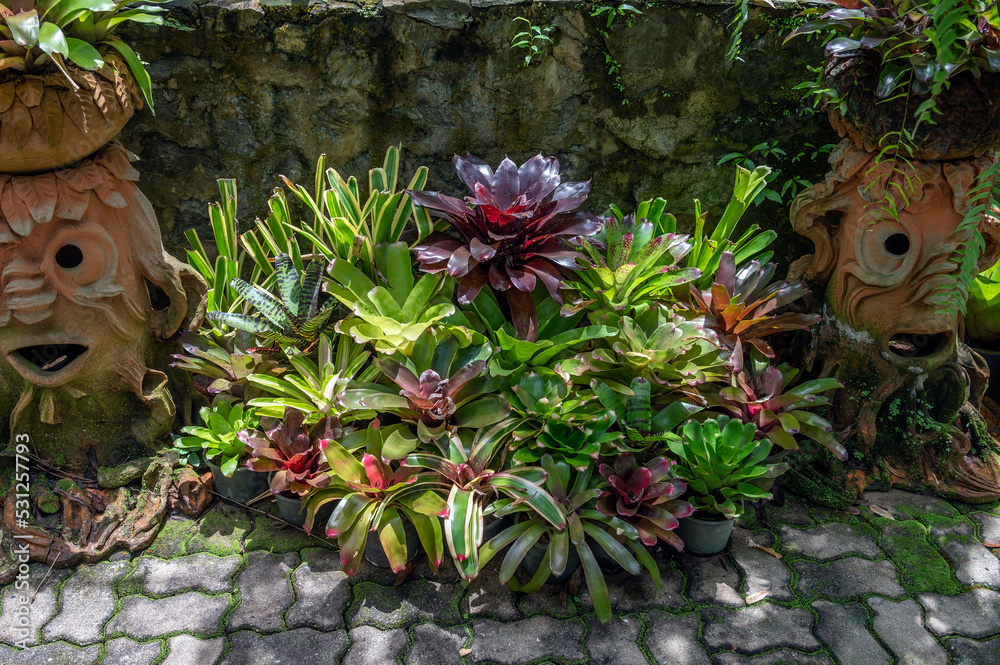 Neoregelia hybrid Bromeliads on display in a tropical garden setting in ...