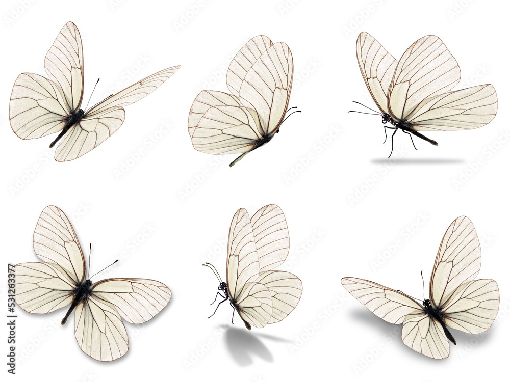 set of butterflies Stock Photo | Adobe Stock