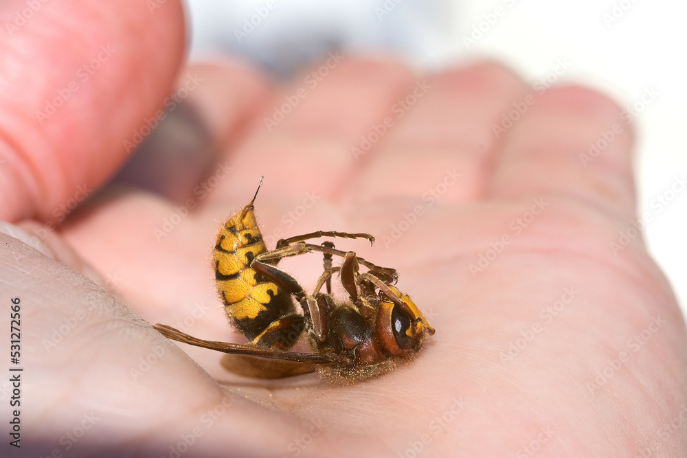 Tote Hornisse mit Stachel, auf dem Rücken liegend in der Hand, close up ...