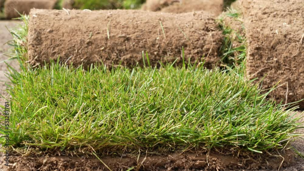 Vidéo Stock Rolling lawn turf is laid on ground, greening meadow in ...