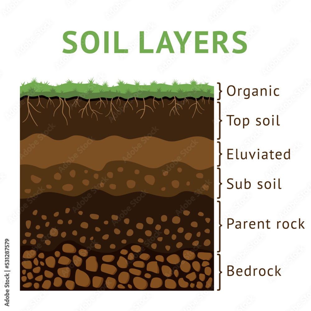 Soil layer section, dirt cross ground. Earth with rock and root plants ...