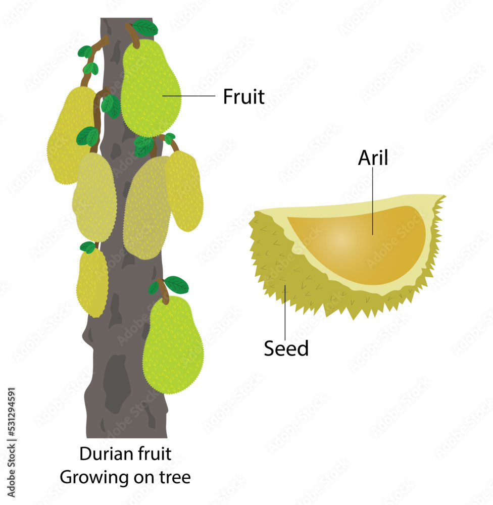 illustration of biology and plant kingdom, durian fruit on tree ...