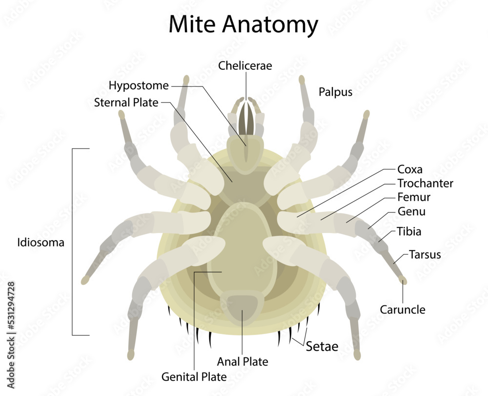 Vetor de illustration of biology and animals, Mite Anatomy, Mites are ...