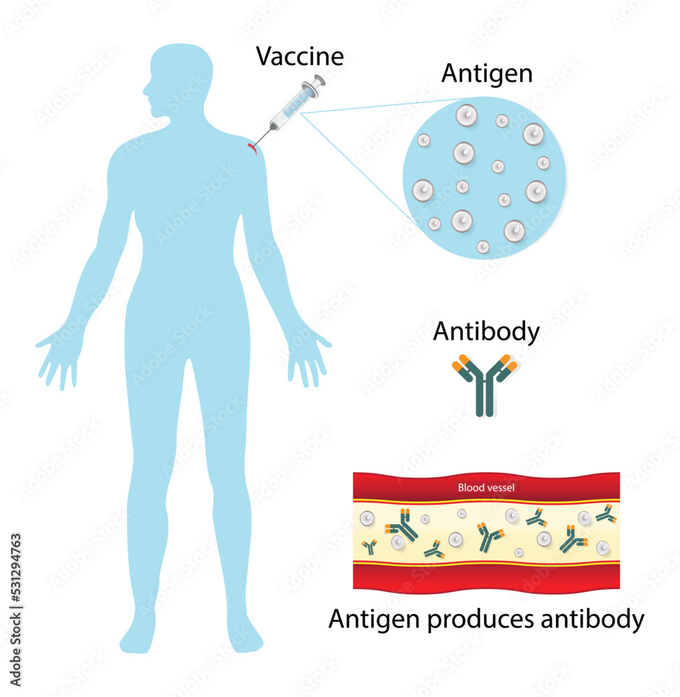 illustration of biology and medical, Antigen produces antibody ...