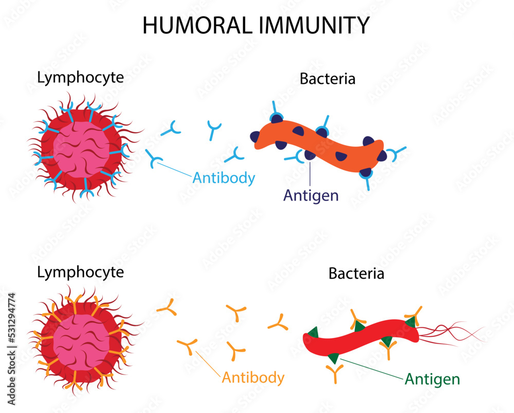 illustration of biology, Humoral immunity is also referred to as antibody mediated immunity ...