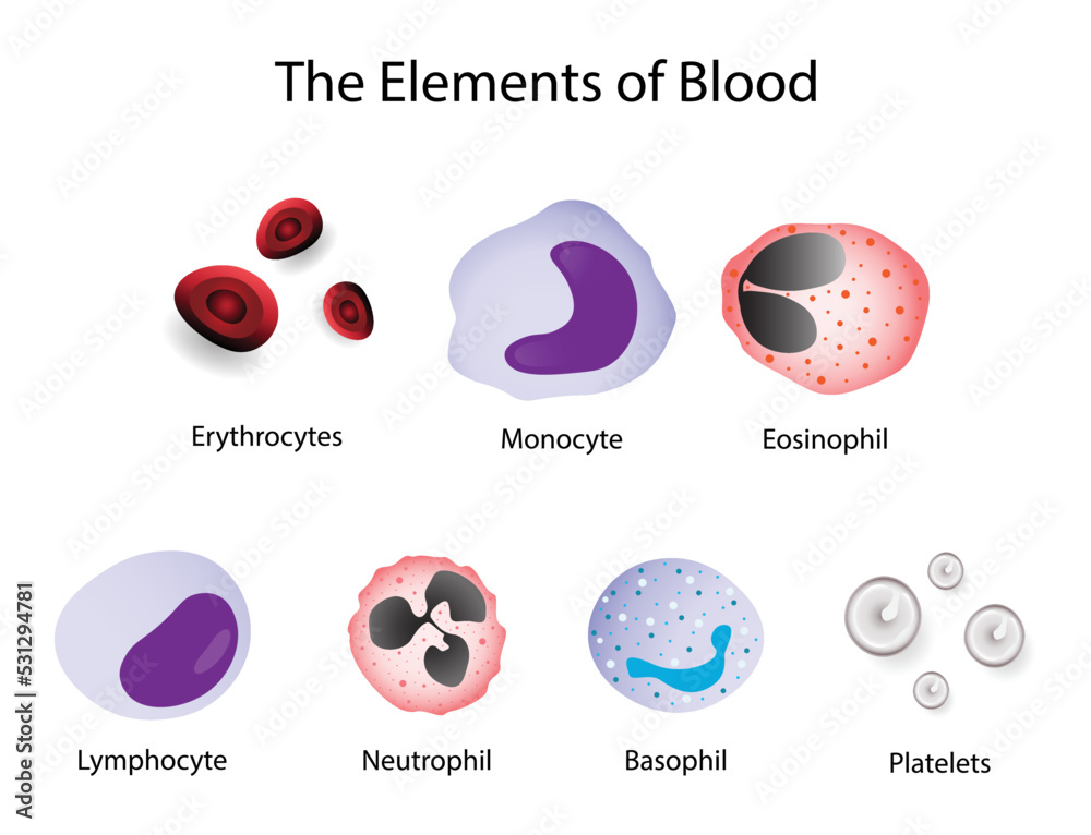 illustration of biology and medical, The elements of blood, Blood is a ...
