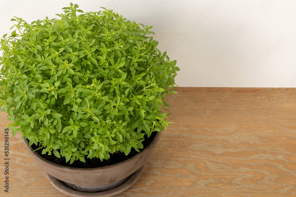 Basil young plant Greek Piccolino cultivar. Green herb home potted ...