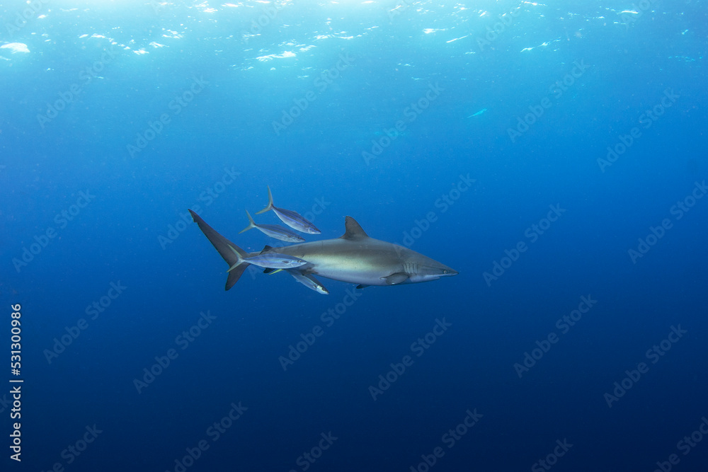 Silky shark on the open ocean. Sharks near the Malpelo island. Marine ...