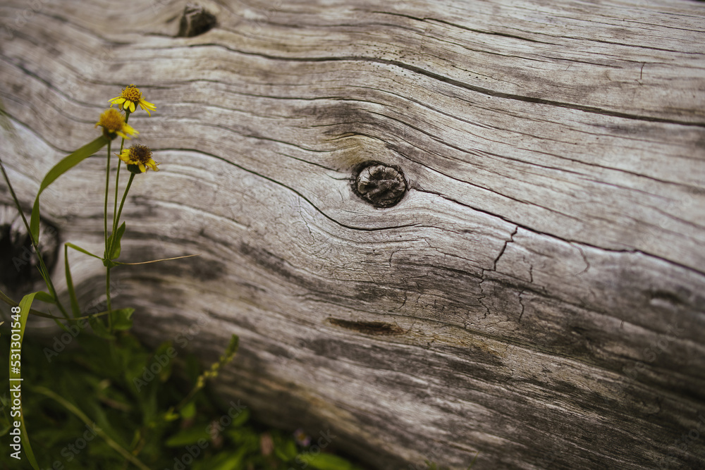 Macro texture of worn white log with cracks, fissures, bark, and ...