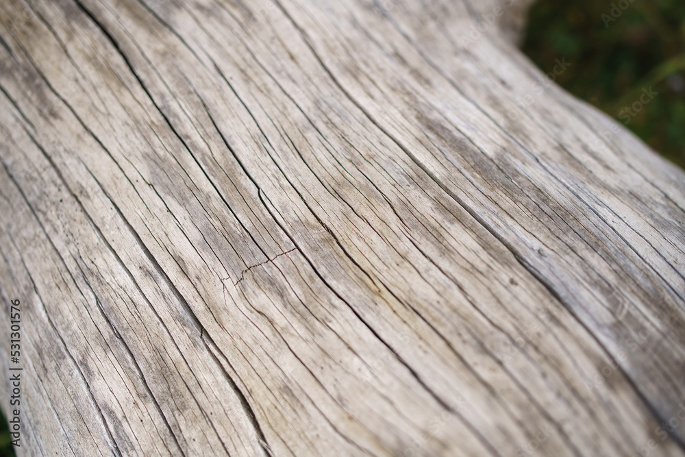 Macro texture of worn white log with cracks, fissures, bark, and ...