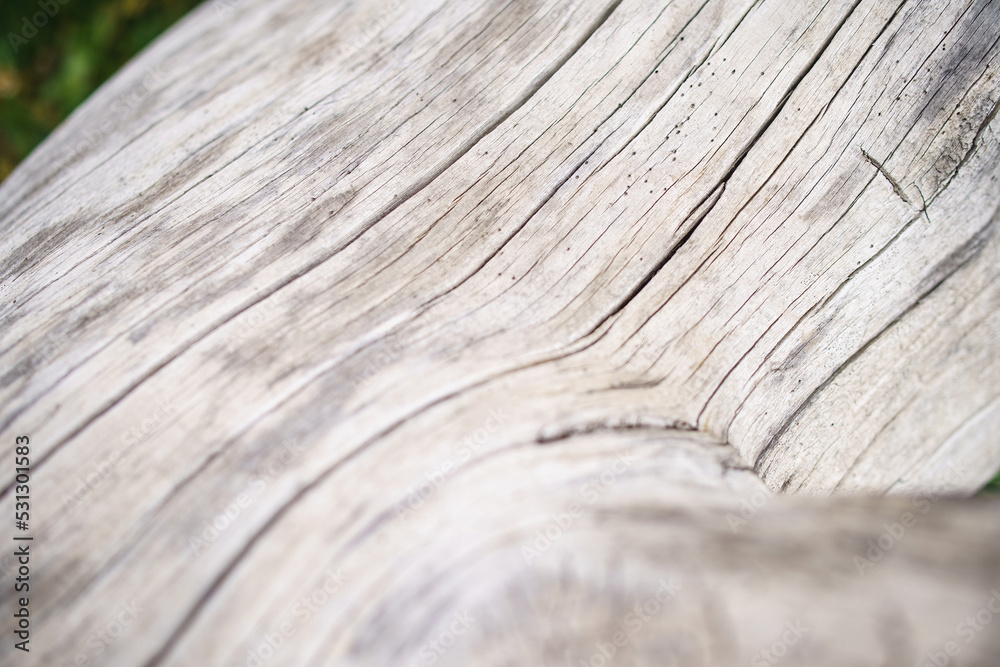 Macro texture of worn white log with cracks, fissures, bark, and ...