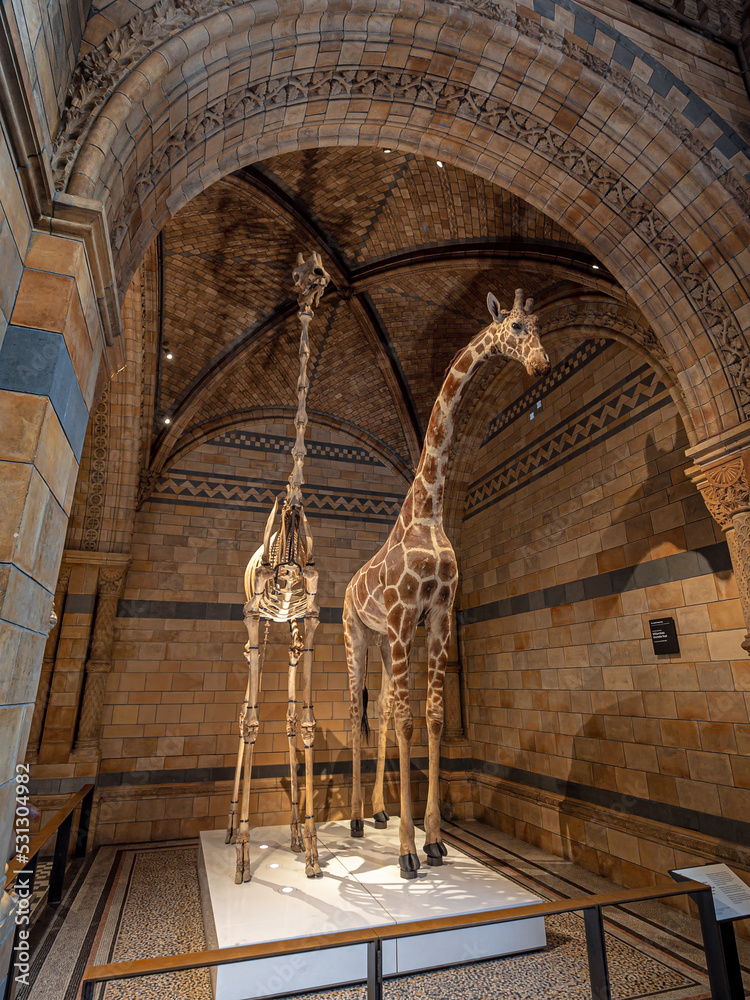 London, United Kingdom. Circa August 2022. A stuffed giraffe in Natural ...