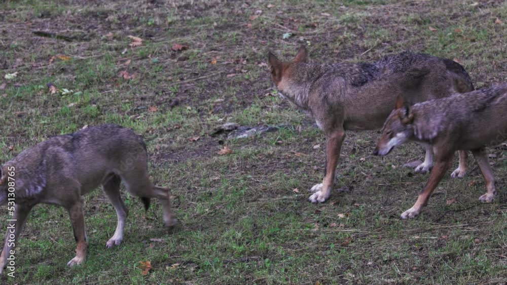 Italian wolf, Canis Lupus Italicus, unique subspecies of the native ...