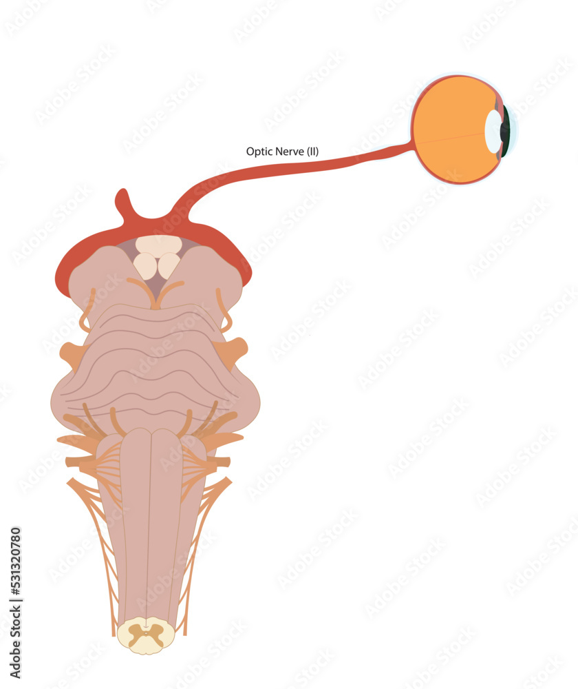 Optic nerve illustration. Connection of eye to brainstrem with nerve ...