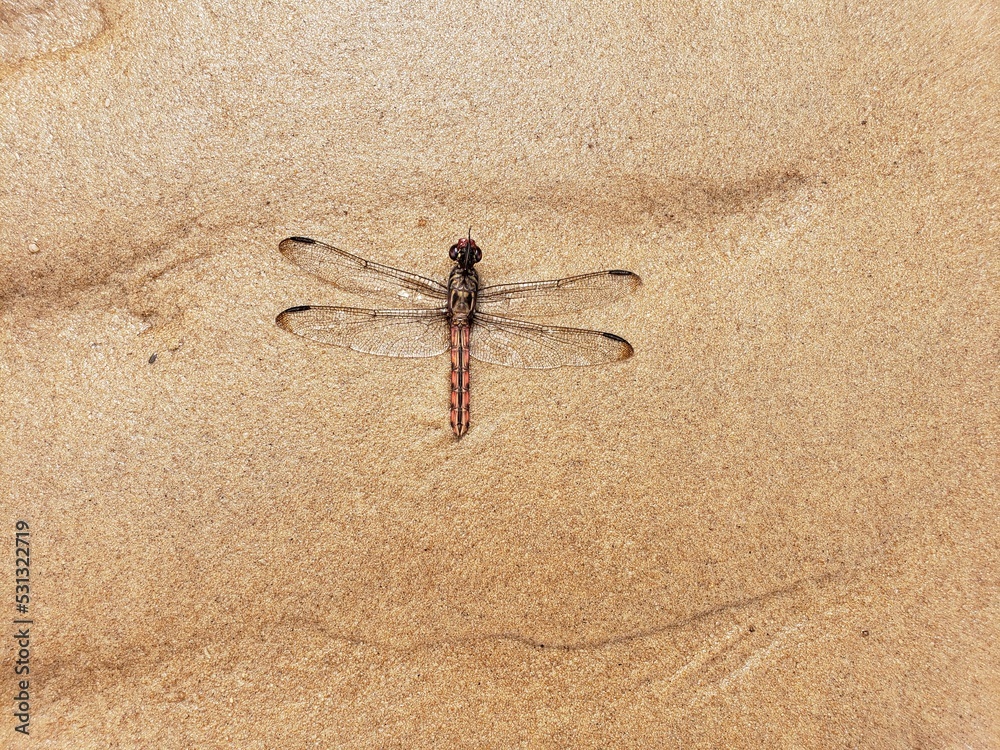 Dead dragonfly lying on brown sand beach in Guyana, South America ...