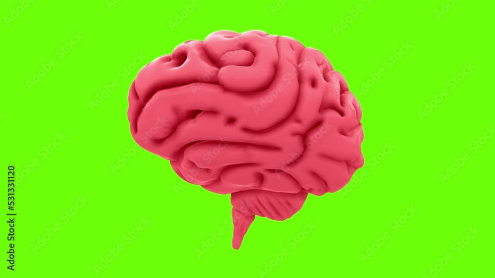 A rotating 3D human brain in pink color on a green screen. The concept ...