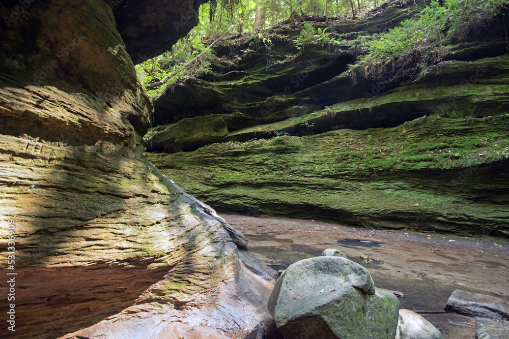 Sunlight pierces the trees to reach layered limestone in a ravine in ...
