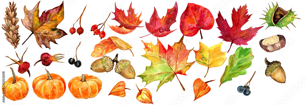 Set of watercolor fall elements, dry leaves, acorns, pumpkins, berries ...