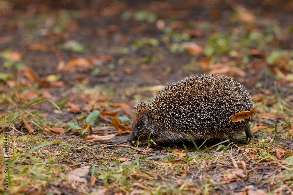 Animals and the environment. Hedgehog. Wild, local, European hedgehog ...