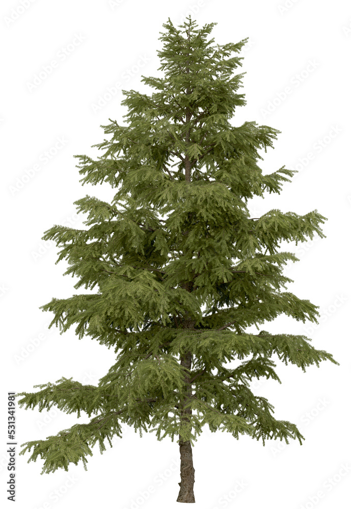 3d rendering of Cedrus Deodara PNG vegetation tree for compositing. no ...