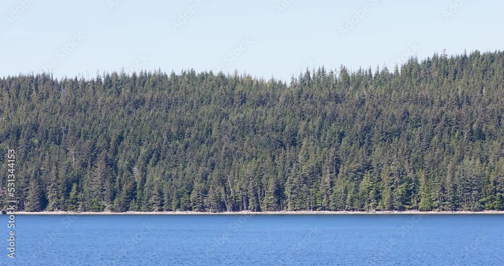 Forest coast shore pine trees inside passage Alaska. Coastal route for ...