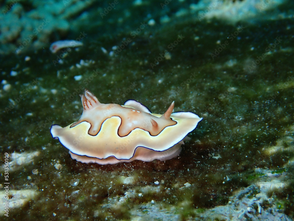 Nudibranchs are a group of soft bodied marine gastropod molluscs which ...