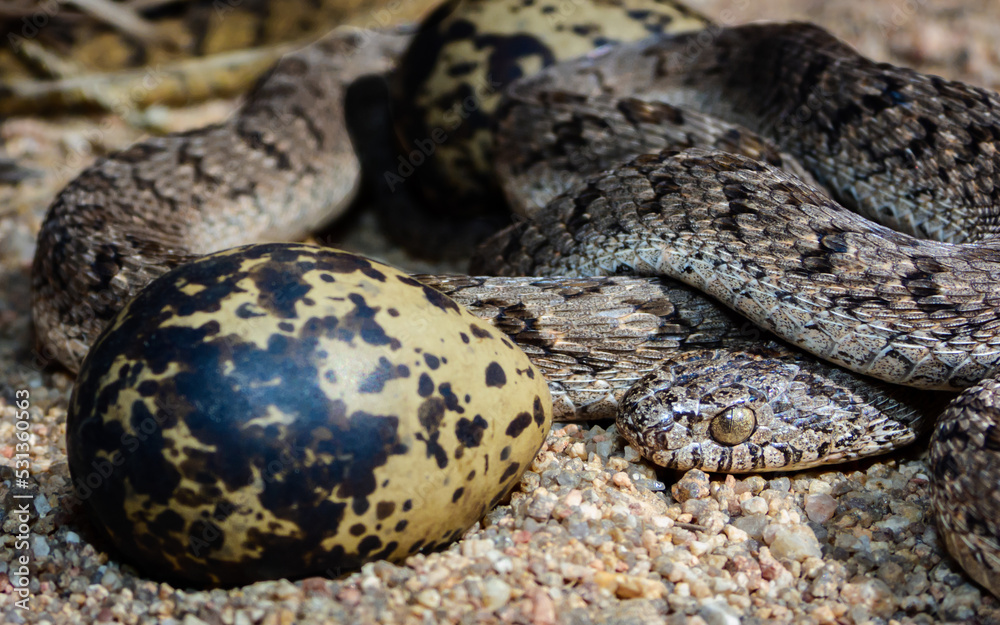 Rhombic Egg-Eater (Dasypeltis scabra) snake, harmless Stock Photo ...