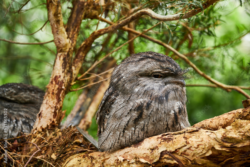 The tawny frogmouth (Podargus strigoides) is a species of frogmouth ...