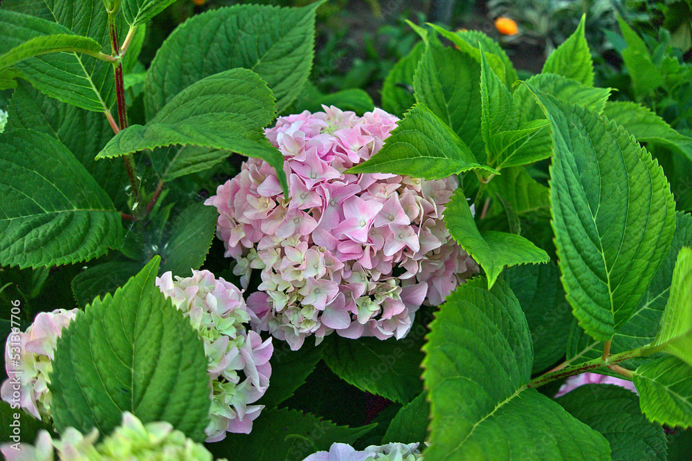 Hydrangea macrophylla, bigleaf French hydrangea, hortensia in garden ...