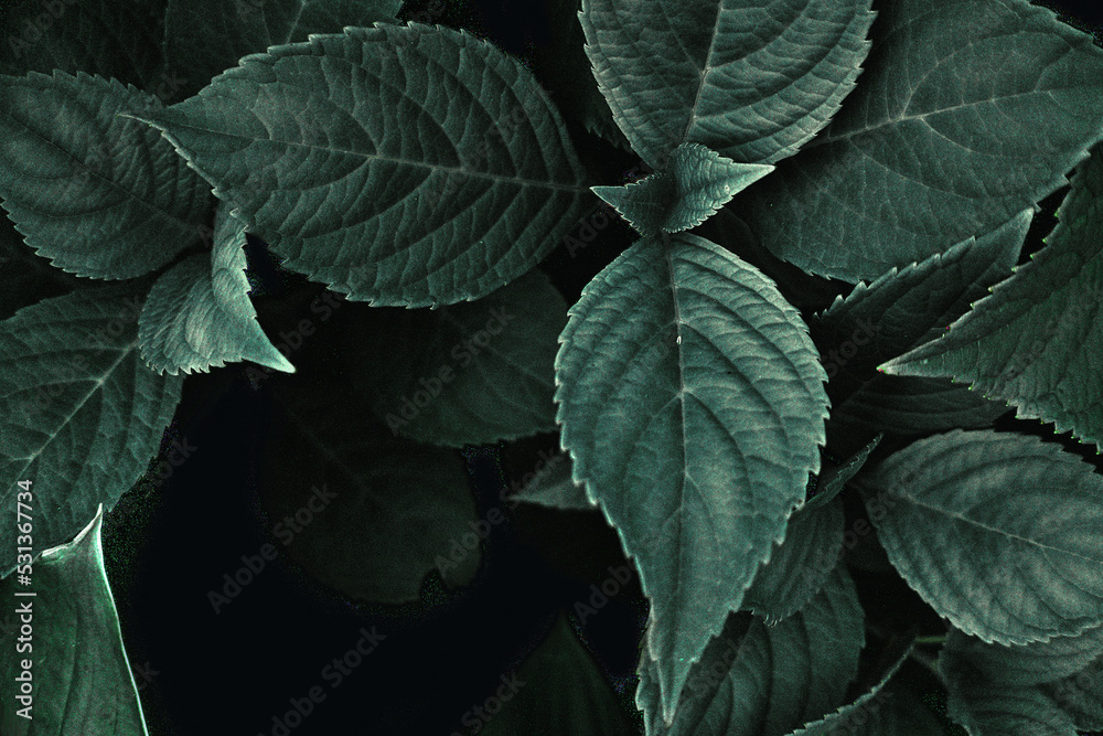 Green leaves of hortensia plant, bush greenery as dark botanical ...