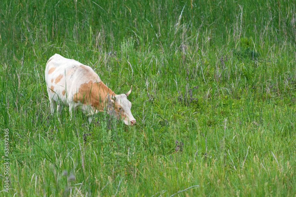 Beige cow with white spots is grazing on the pasture with green juicy ...