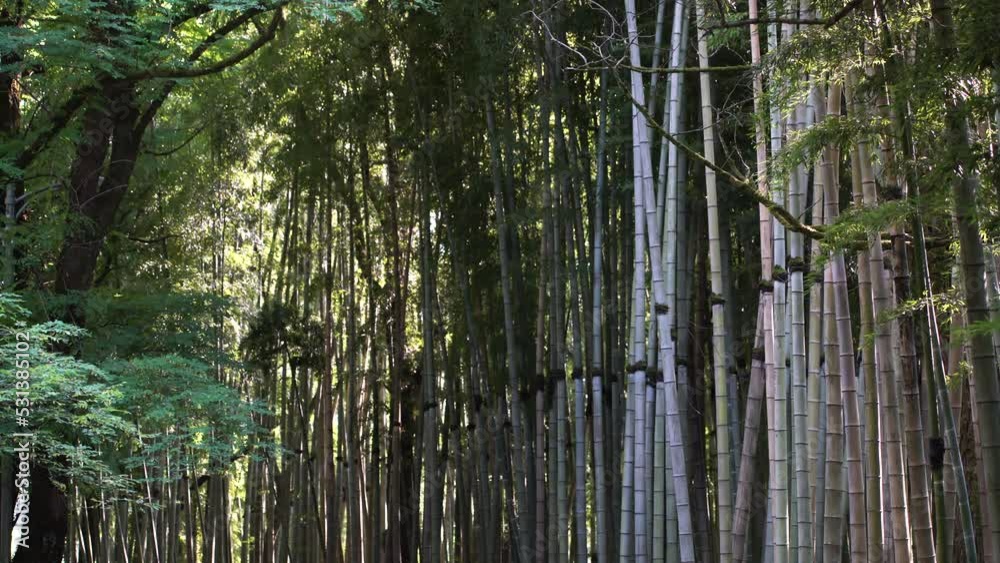 Calm plant background. Many bamboo stems are pale green in color. Asian ...