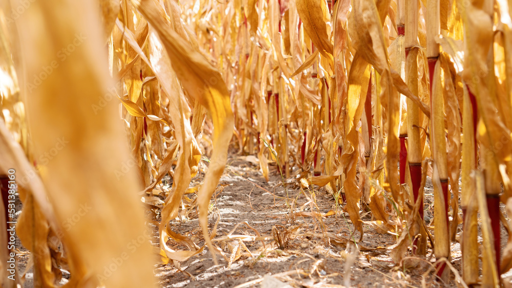 Drought as the cause of the food crisis. Dried corn crop due to global ...