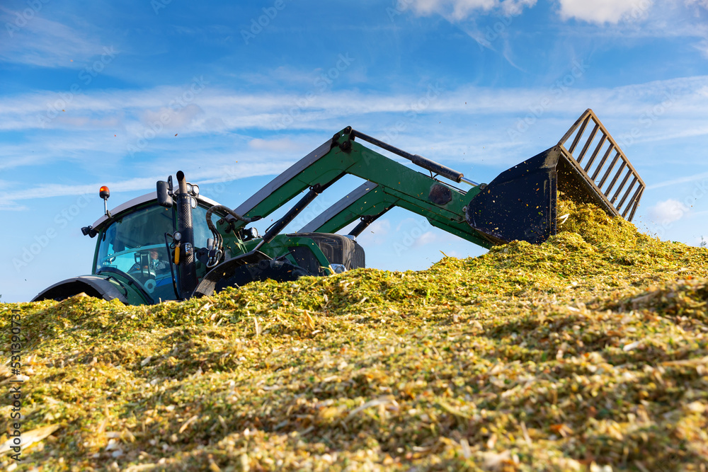Fotka „Tractor with front end loader preparing corn silage for cattle ...