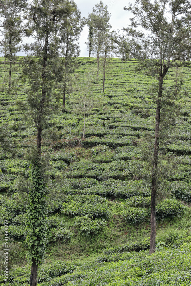 A Landscape picture of a Beautiful Coffee plantation in the Hill ...