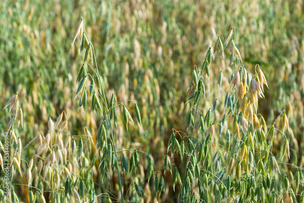 Avena sativa, Common oat, cereal grain grown for human consumption as oatmeal and rolled oat ...