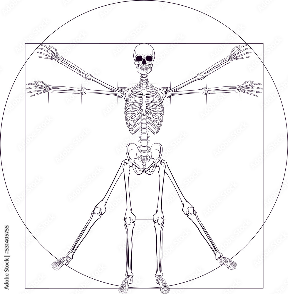 Skeleton Da Vinci Vitruvian Man Stock Illustration | Adobe Stock