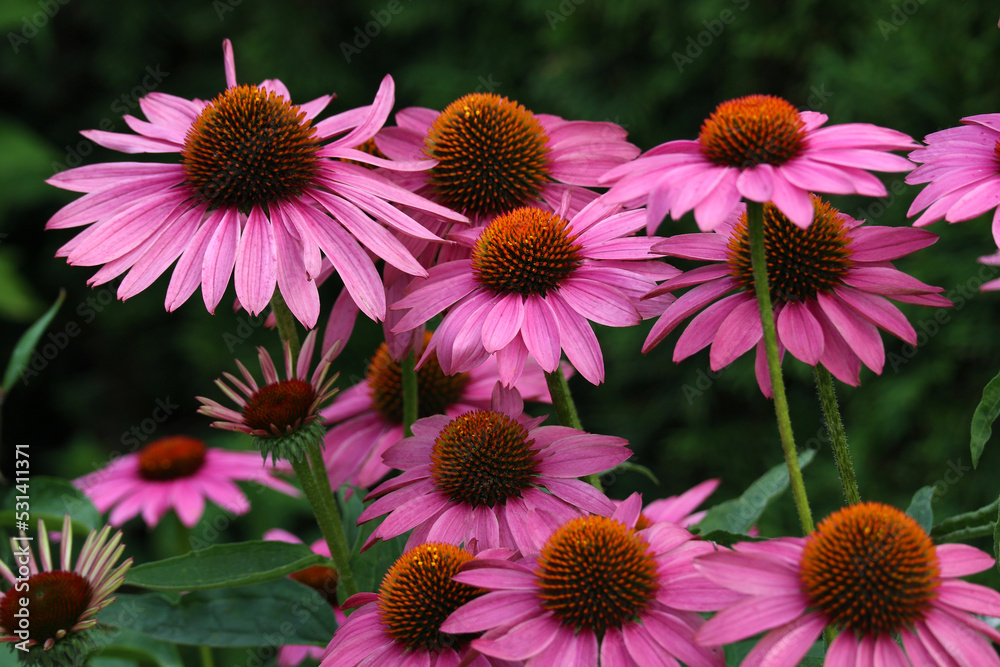 Echinacea purple in different stages of flowering - a fading flower ...