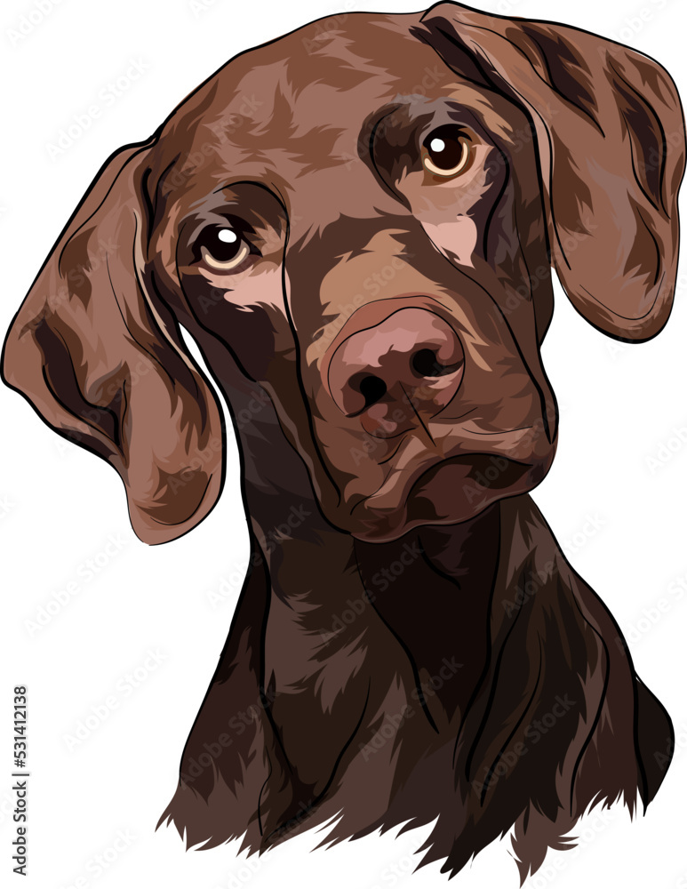 Chocolate Labrador. Vector illustration. Portrait Stock Vector | Adobe ...