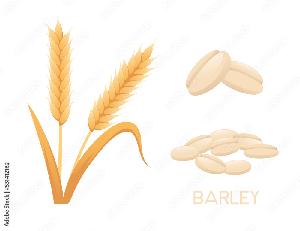 Barley agriculture plant with ears grain vector illustration isolated ...