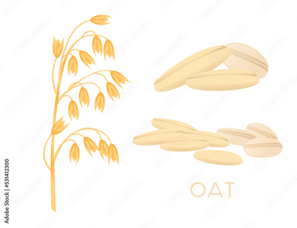 Oat agriculture plant with ears grain vector illustration isolated on ...